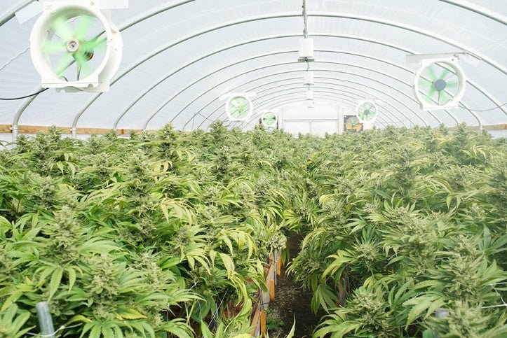 The Ins & Outs of Grow Room Ventilation – Pure n Natural Systems